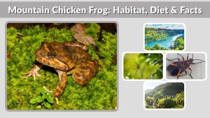 Mountain Chicken Frog: Habitat, Diet & Facts