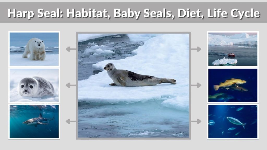 Harp Seal: Habitat, Baby Seals, Diet, Life Cycle & Facts