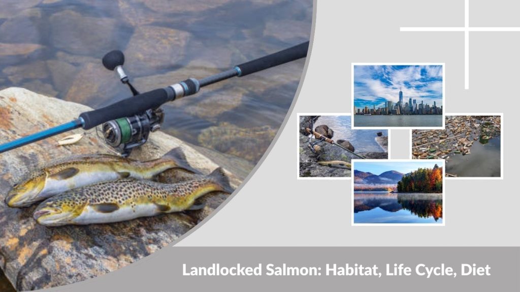 Atlantic Salmon: Nutrition, Benefits, Habitat & Facts