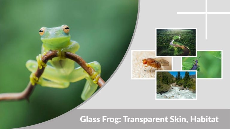 Glass Frog: Transparent Skin, Habitat & Amazing Facts