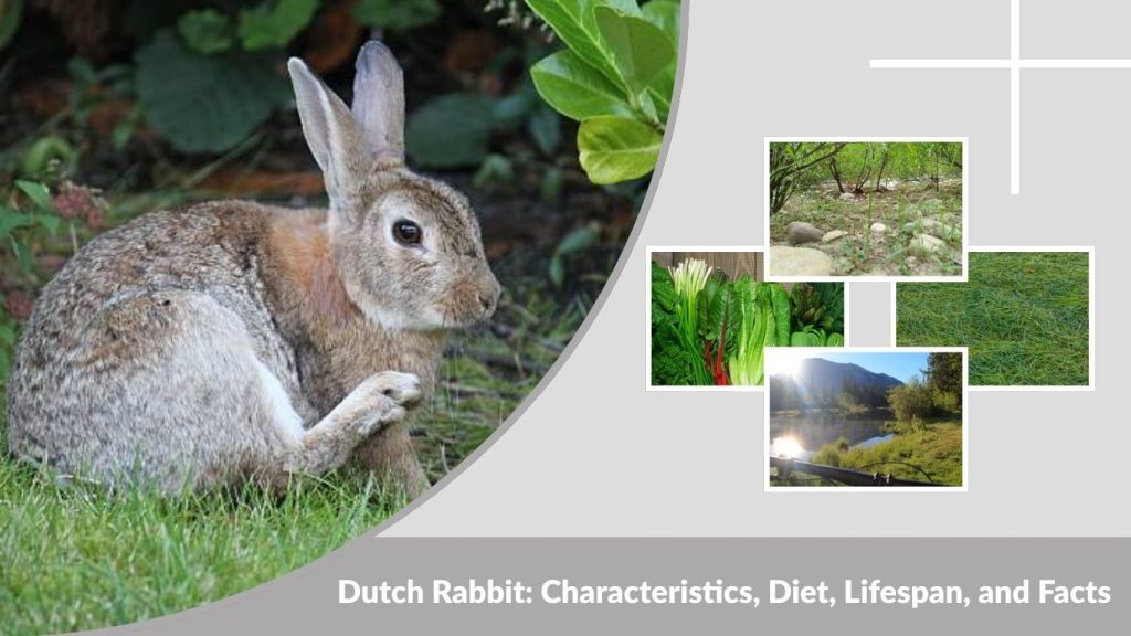 European Rabbit: Habitat, Diet, Lifespan, Life Cycle & Facts