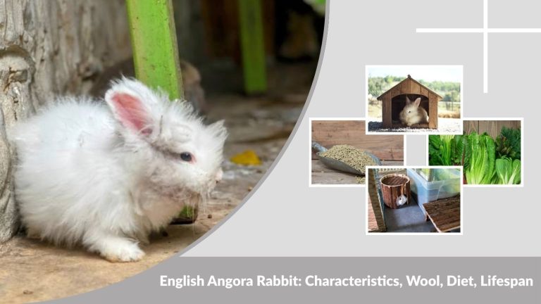 English Angora Rabbit: Characteristics, Wool, Diet, Lifespan, and Care