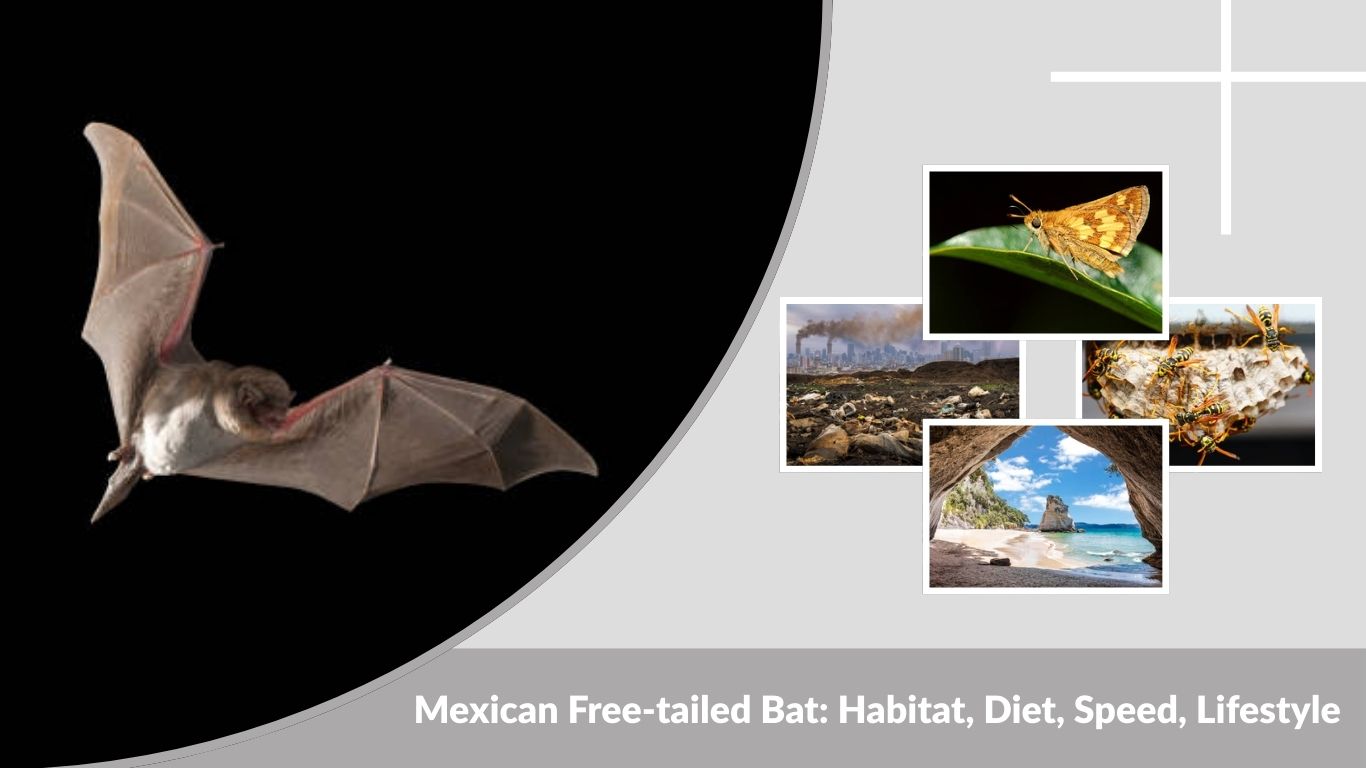 Mexican Free-tailed Bat: Habitat, Diet, Speed, Lifestyle & Facts