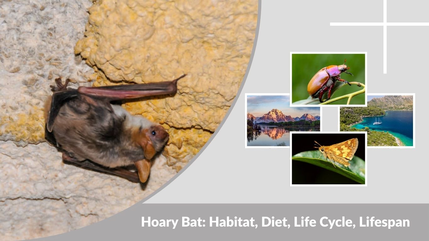 Hoary Bat: Habitat, Diet, Life Cycle, Lifespan & Facts