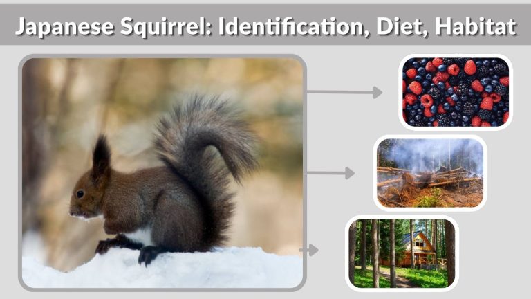Japanese Squirrel: Identification, Diet, Habitat & Interesting Facts