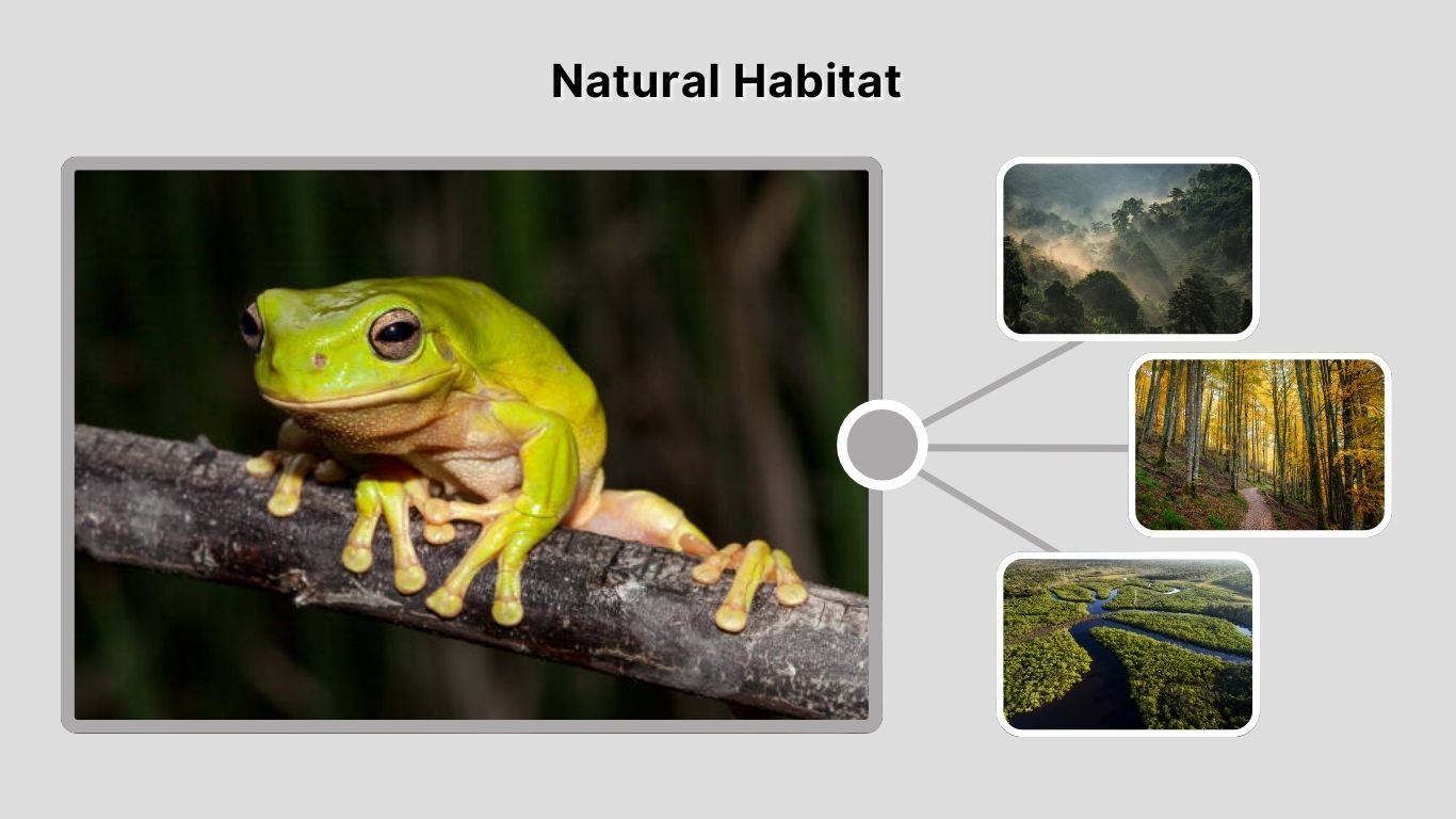 Australian Green Tree Frog: Size, Habitat & Lifespan