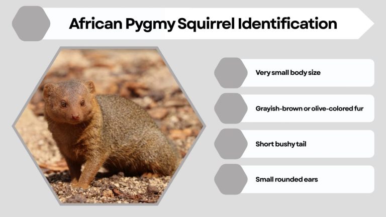 African Pygmy Squirrel: Identification, Diet, Habitat & Facts