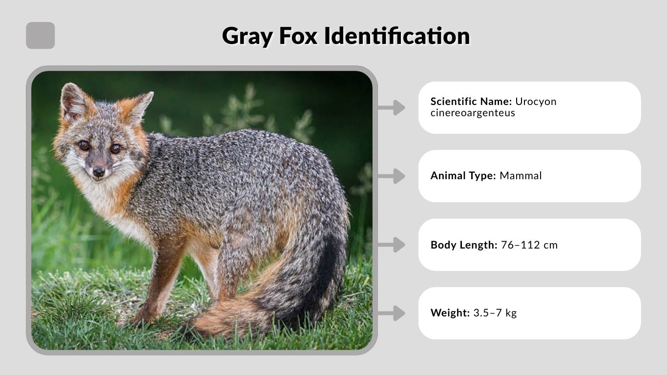 Gray Fox: Facts, Habitat, Diet, Size, Behavior & Lifespan