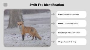 Swift Fox: Habitat, Diet, Lifespan & Interesting Facts