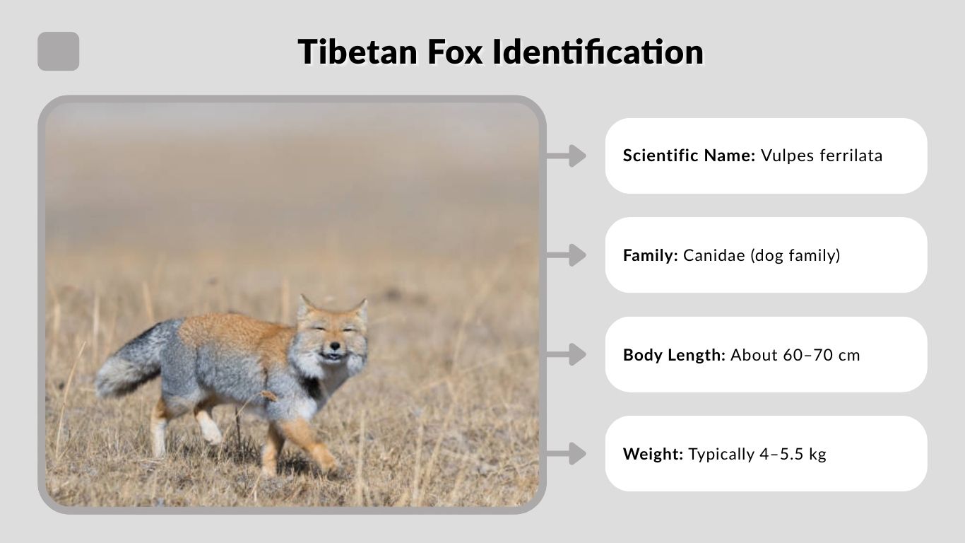 Tibetan Fox: Habitat, Diet, Size, Behavior and Lifespan