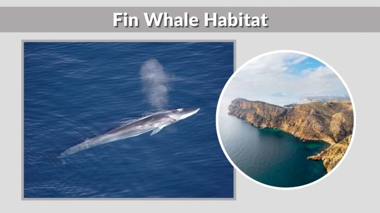 Fin Whale: Diet, Habitat, Life Cycle & Key Facts