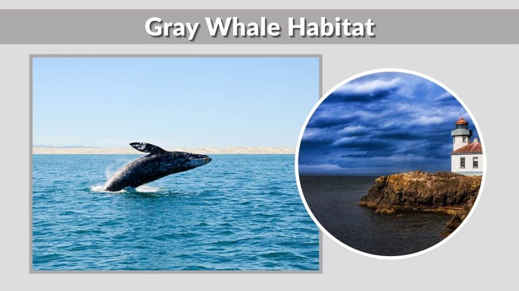Gray Whale: Migration, Diet, Behavior, Life Cycle & Facts