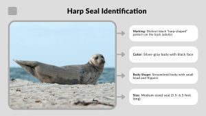 Harp Seal: Habitat, Baby Seals, Diet, Life Cycle & Facts