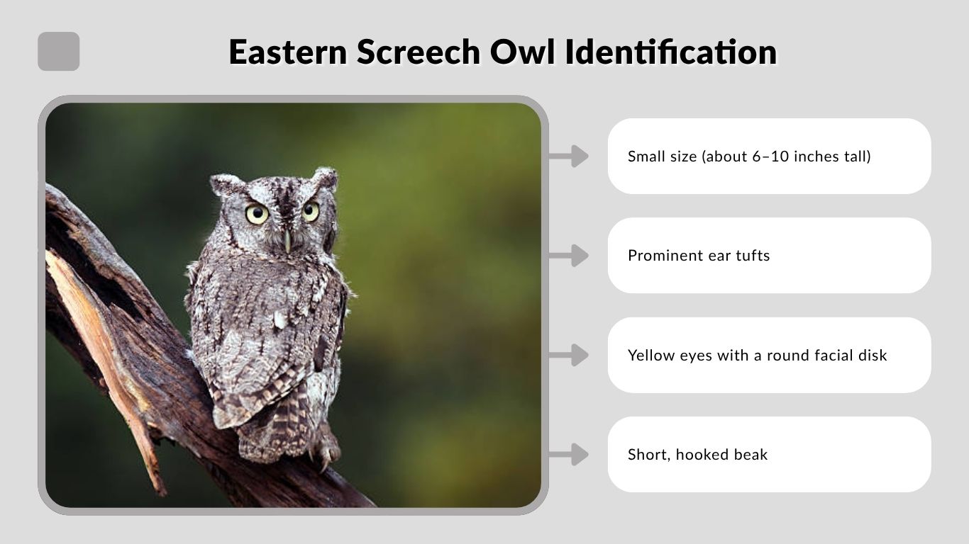 Eastern Screech Owl: Habitat, Diet, Behavior & Interesting Facts