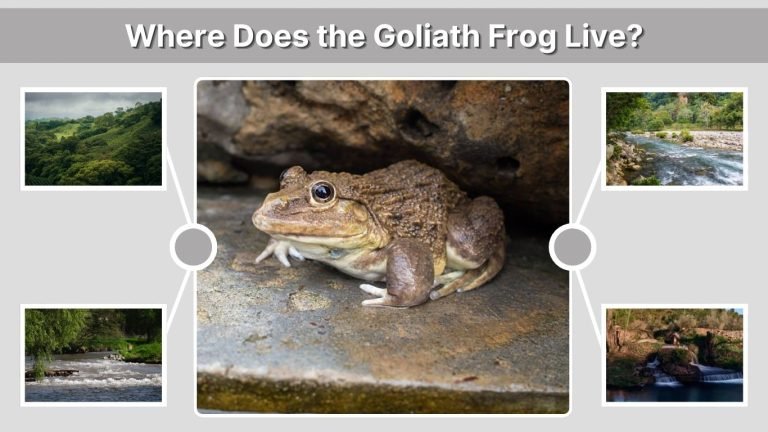 Goliath Frog: Size, Habitat, Diet & Amazing Facts