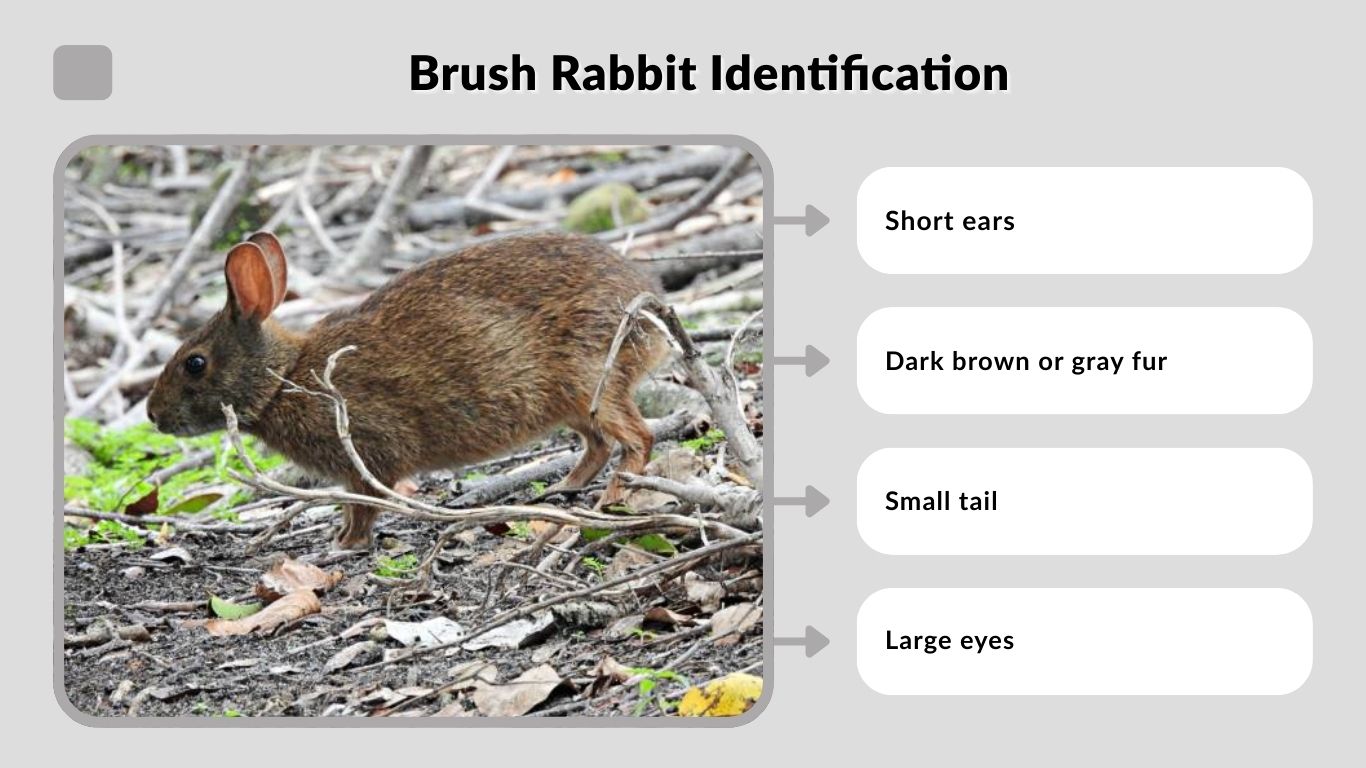 Brush Rabbit: Habitat, Diet, Lifespan, and Interesting Facts