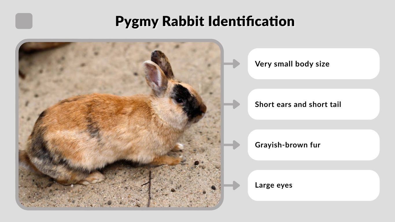 Pygmy Rabbit: Identification, Habitat, Diet, and Life Cycle