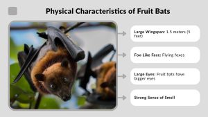 Fruit Bat: Habitat, Diet, Types, and Interesting Facts