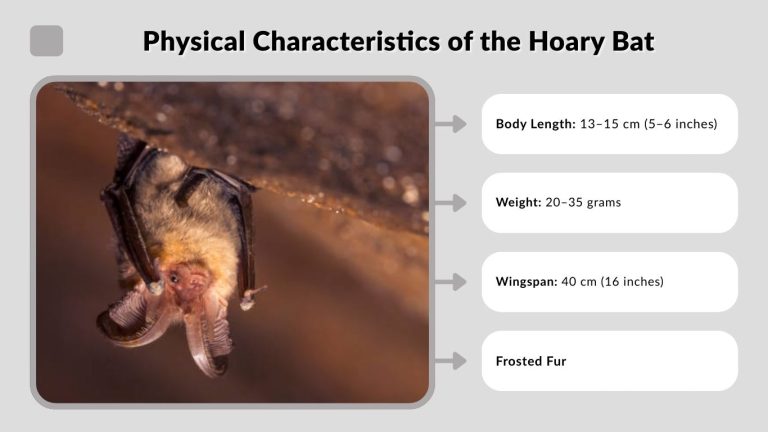 Hoary Bat: Habitat, Diet, Life Cycle, Lifespan & Facts