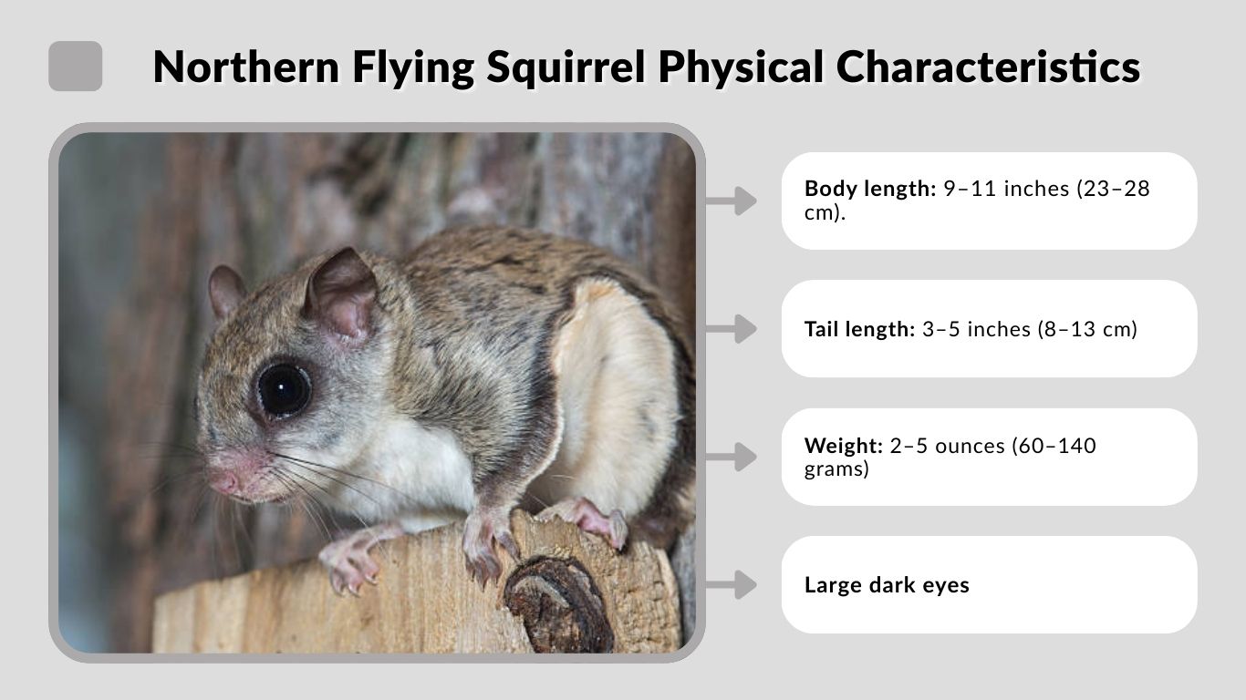 Northern Flying Squirrel: Habitat, Diet, Lifespan & Fascinating Facts