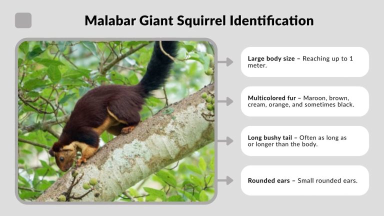 Malabar Giant Squirrel: Identification, Diet, Habitat & Unique Facts