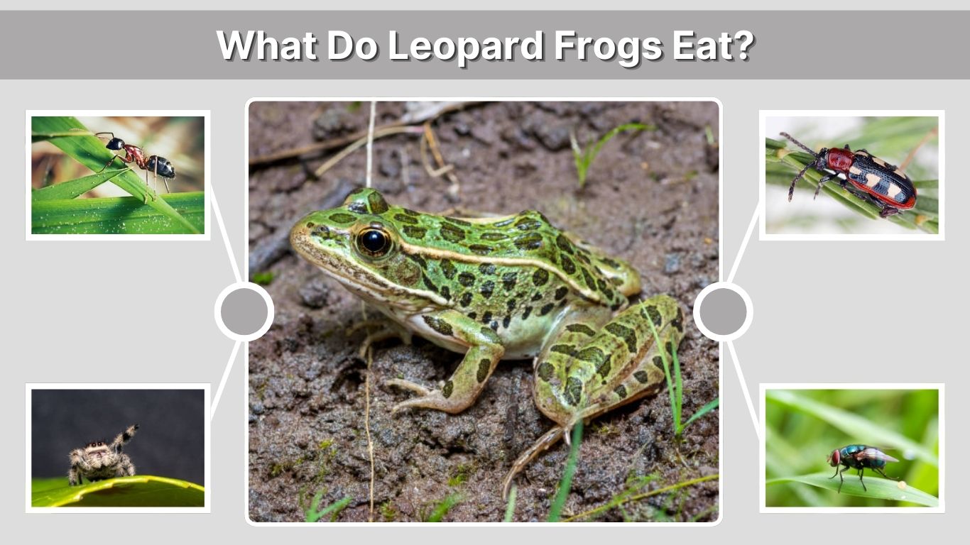 Leopard Frog Care, Habitat, Diet, and Lifespan Guide
