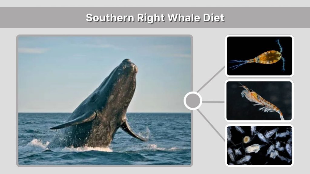 Southern Right Whale: Size, Diet, Habitat, Lifespan & Key Facts