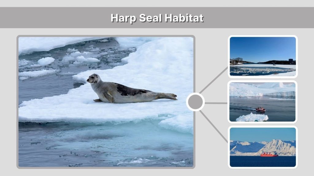 Harp Seal: Habitat, Baby Seals, Diet, Life Cycle & Facts
