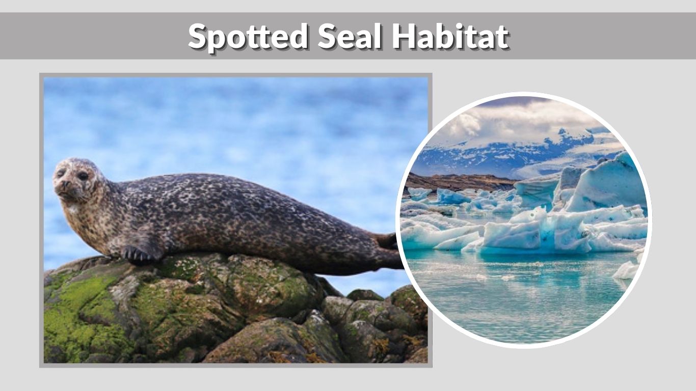 Spotted Seal: Habitat, Diet, Size, Lifespan and Key Facts