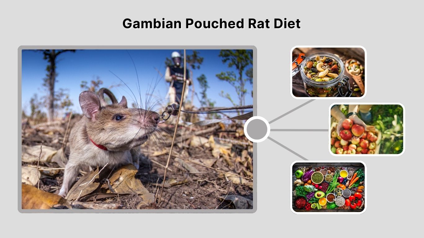 Gambian Pouched Rat: Habitat, Diet, Lifespan & Pet Care
