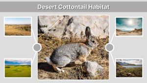 Desert Cottontail: Identification, Habitat, Diet & Facts