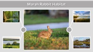 Marsh Rabbit: Habitat, Diet, Lifespan, and Interesting Facts
