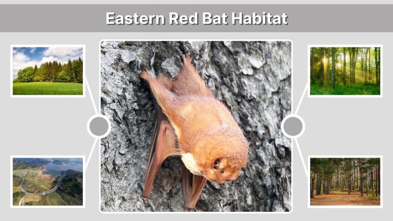 Eastern Red Bat: Habitat, Diet, Lifespan and Fascinating Facts