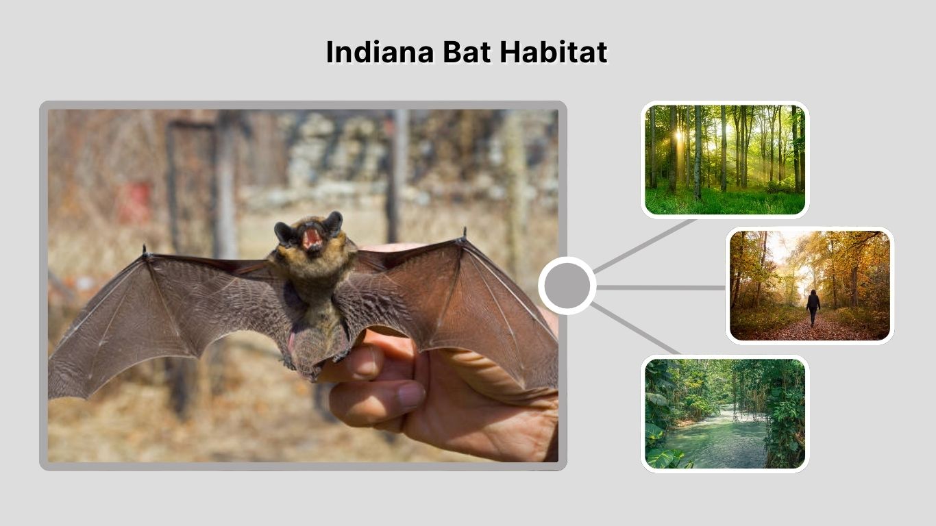 Indiana Bat: Habitat, Diet, Lifespan, and Interesting Facts