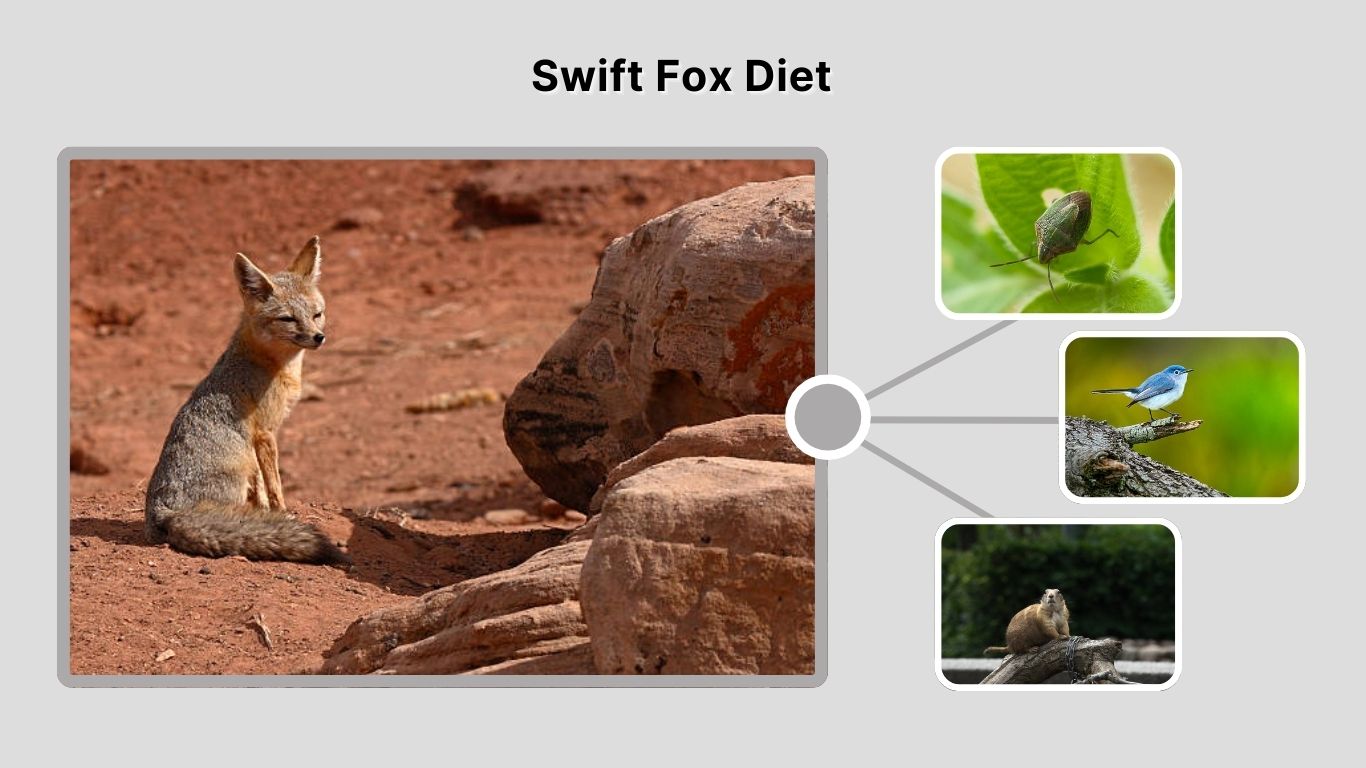 Swift Fox: Habitat, Diet, Lifespan & Interesting Facts