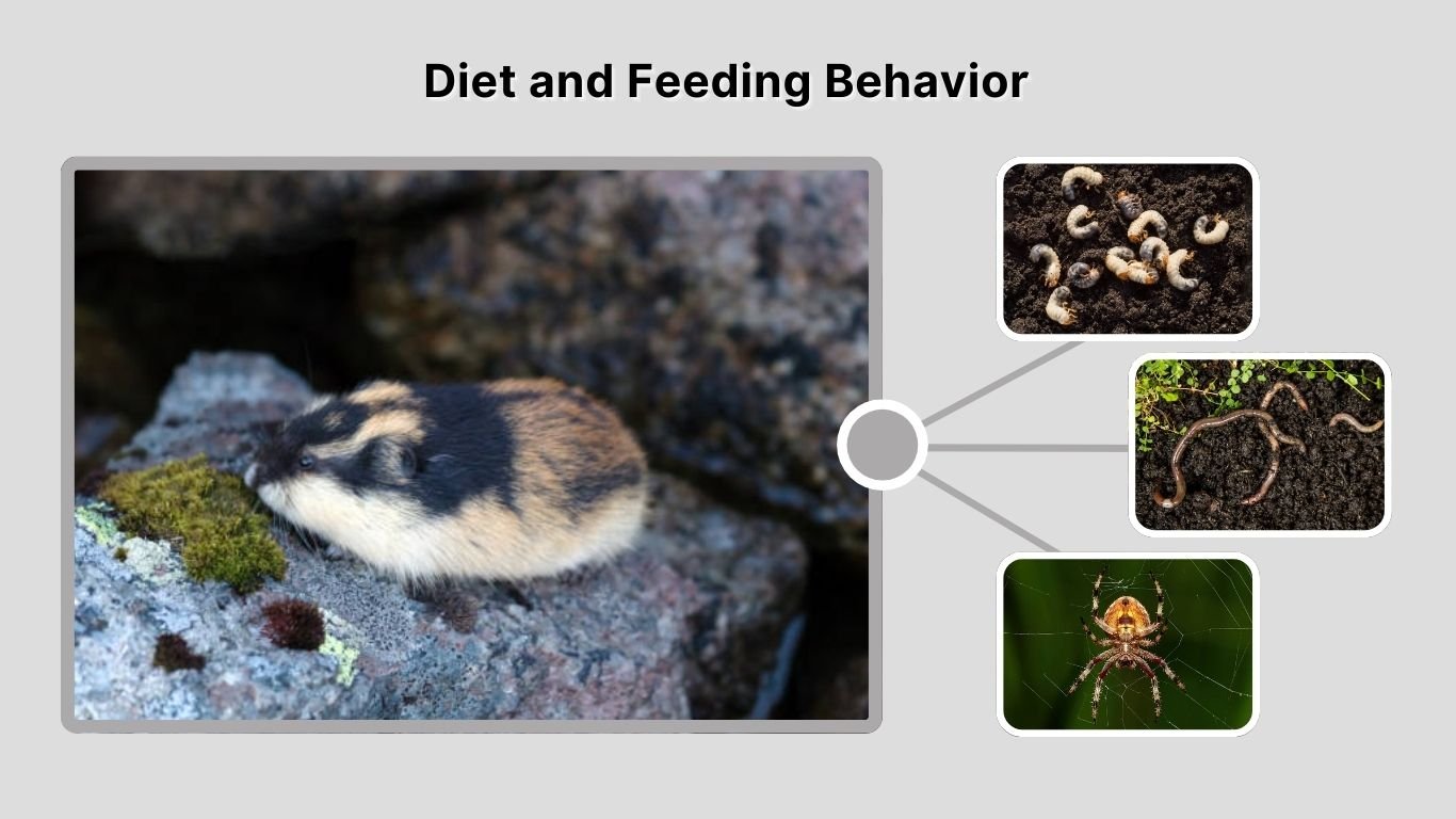 Arctic Shrew: Habitat, Diet, Behavior and Fascinating Facts