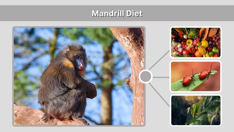 Mandrill: Habitat, Diet, Lifespan, Facts & Unique Characteristics