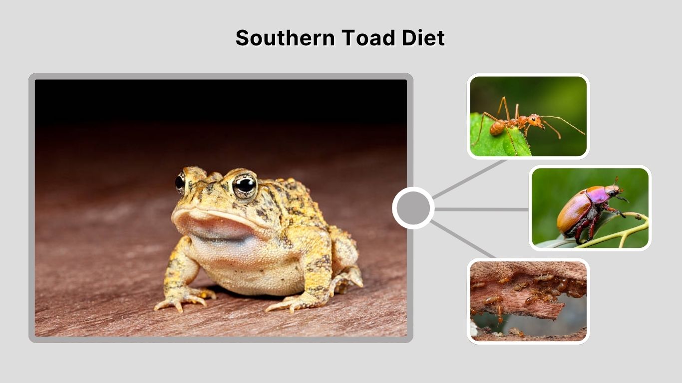 Southern Toad: Identification, Size, Habitat, Diet & Facts