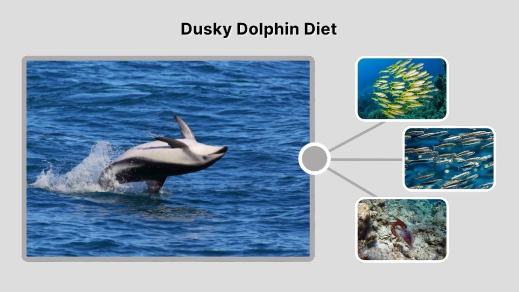 Dusky Dolphin: Identification, Habitat, Diet, Life Cycle & Facts