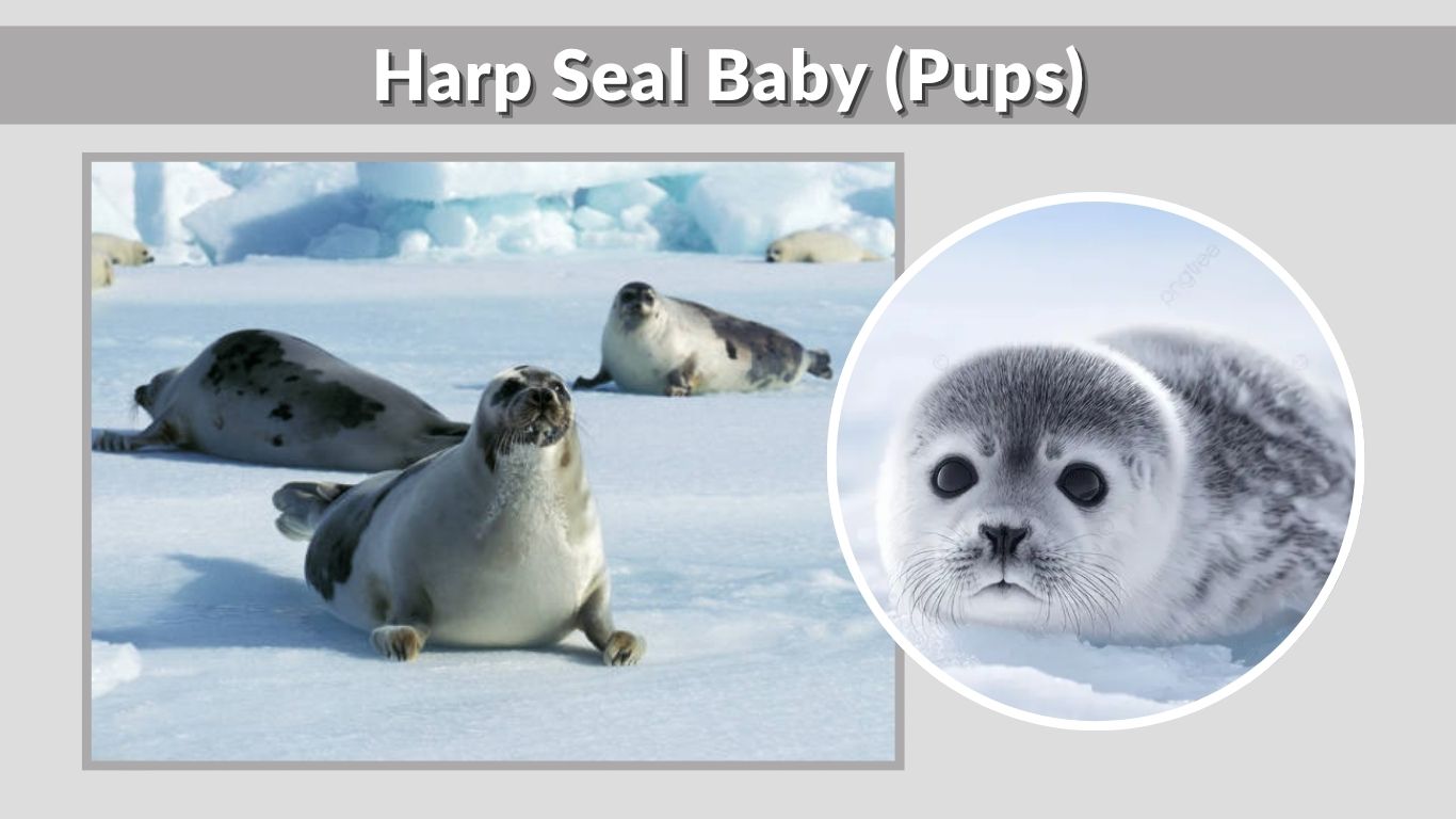 Harp Seal: Habitat, Baby Seals, Diet, Life Cycle & Facts