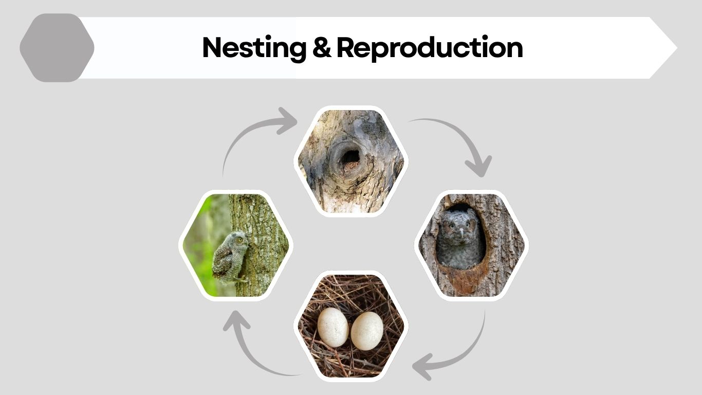 Eastern Screech Owl: Habitat, Diet, Behavior & Interesting Facts