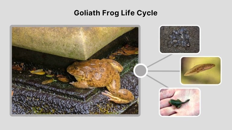 Goliath Frog: Size, Habitat, Diet & Amazing Facts