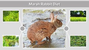 Marsh Rabbit: Habitat, Diet, Lifespan, and Interesting Facts