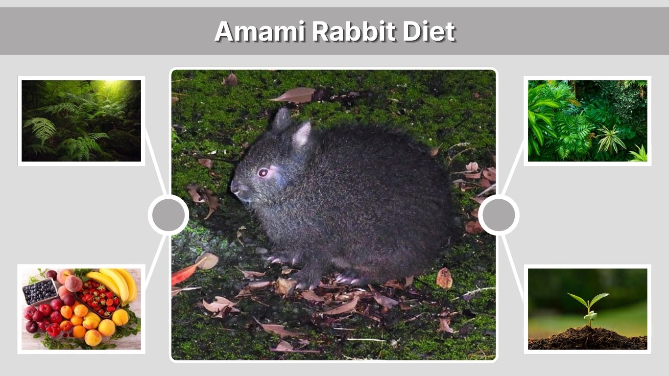 Amami Rabbit: Identification, Habitat, Diet, and Life Cycle