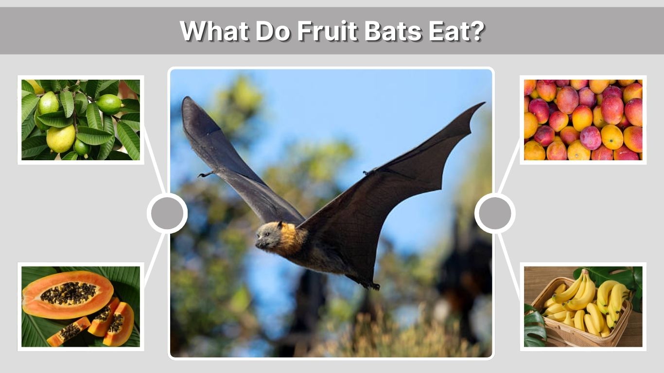 Fruit Bat: Habitat, Diet, Types, and Interesting Facts