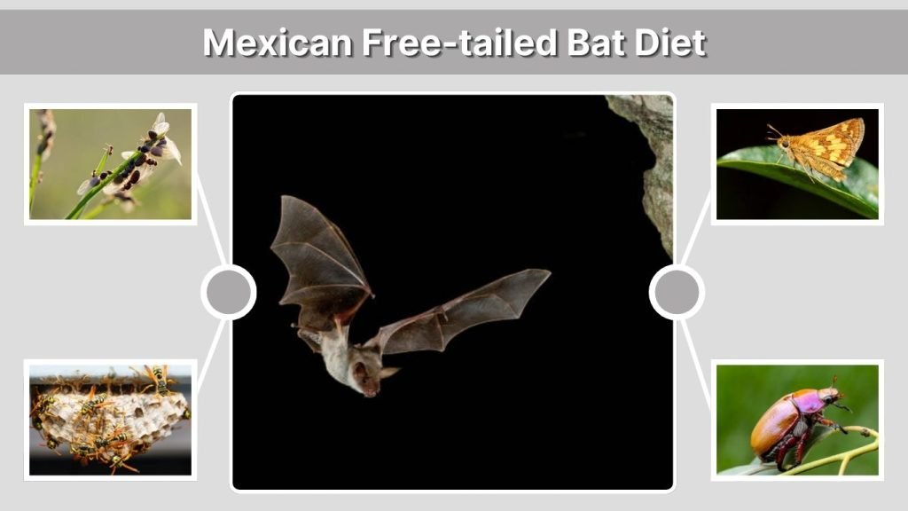 Mexican Free-tailed Bat: Habitat, Diet, Speed, Lifestyle & Facts