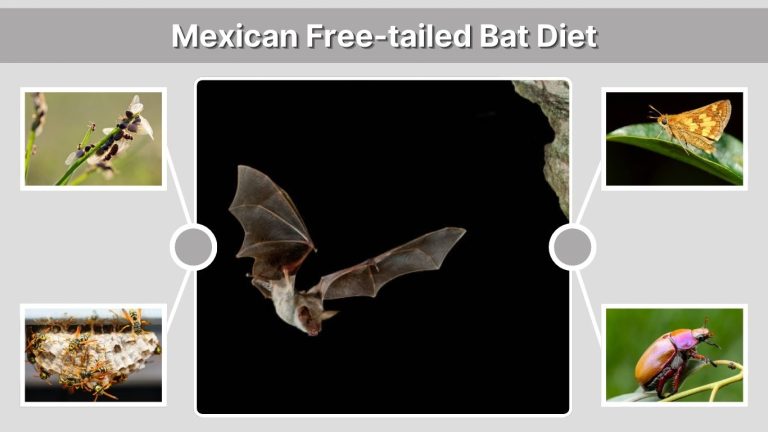 Mexican Free-tailed Bat: Habitat, Diet, Speed, Lifestyle & Facts
