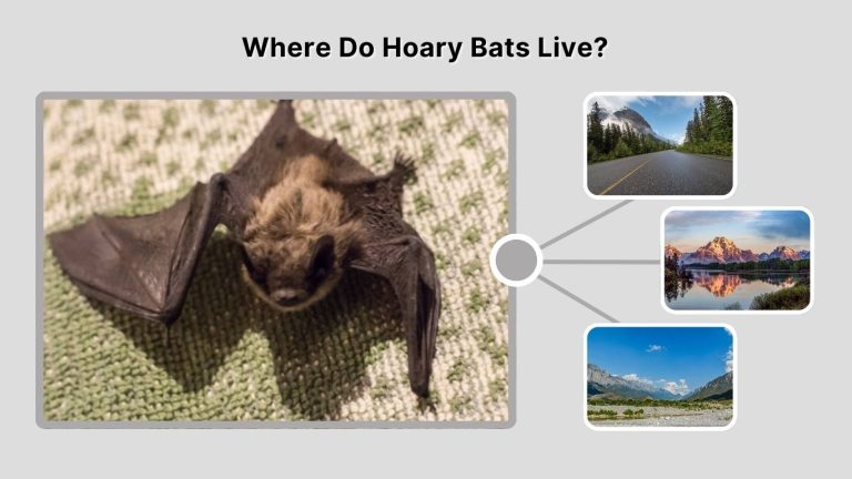 Hoary Bat: Habitat, Diet, Life Cycle, Lifespan & Facts