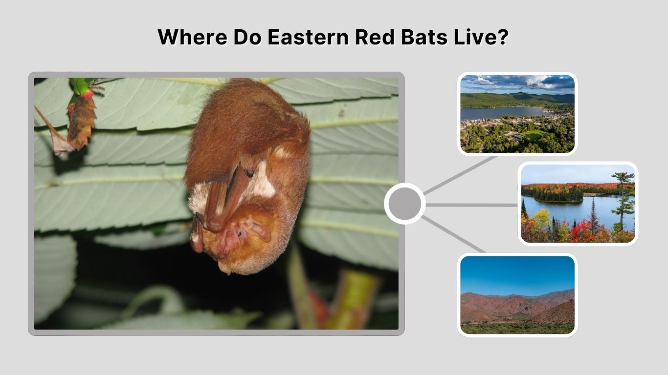 Eastern Red Bat: Habitat, Diet, Lifespan and Fascinating Facts