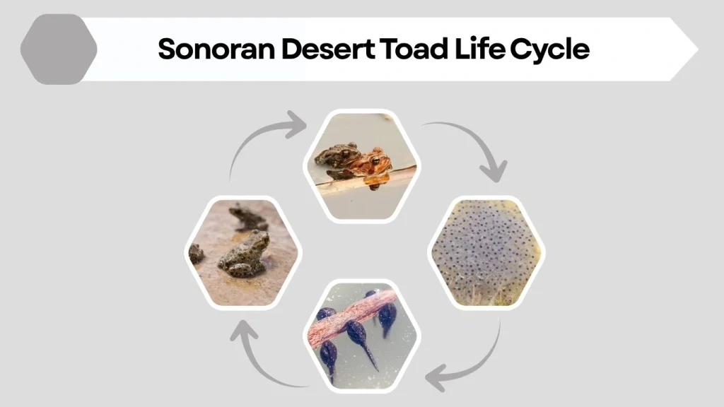 Sonoran Desert Toad: Identification, Size, Habitat, Diet & Facts